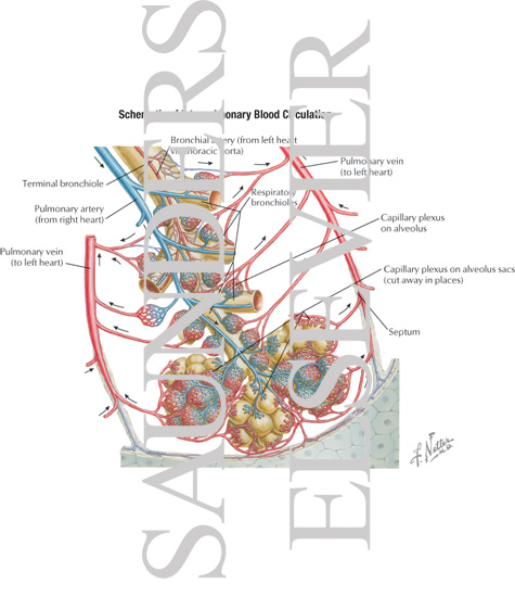 Intrapulmonary Blood Circulation: Schema