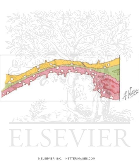 Schematic of Fine Structure of an Alveolar Capillary Unit