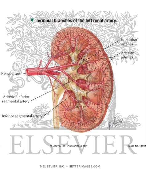 Renal Artery Branches Anatomy