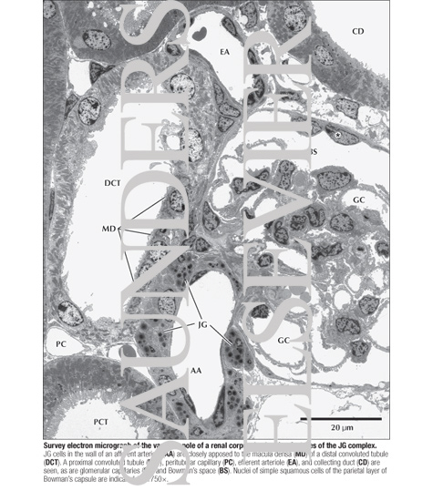 Glomerular Vascular Pole