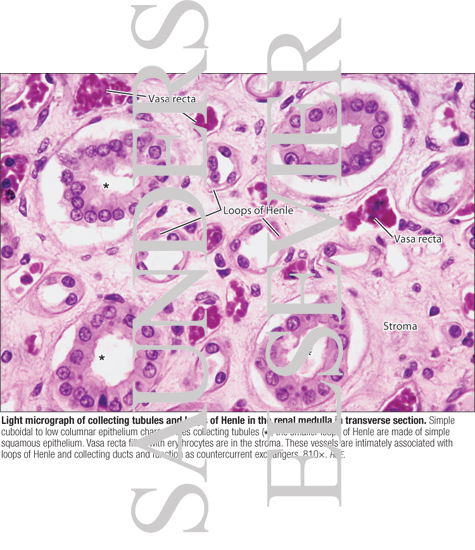 Light Micrograph of Collecting Tubules and Loops of Henle In the Renal ...