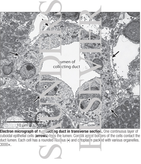 Electron Micrograph of a Collecting Duct In Transverse Section