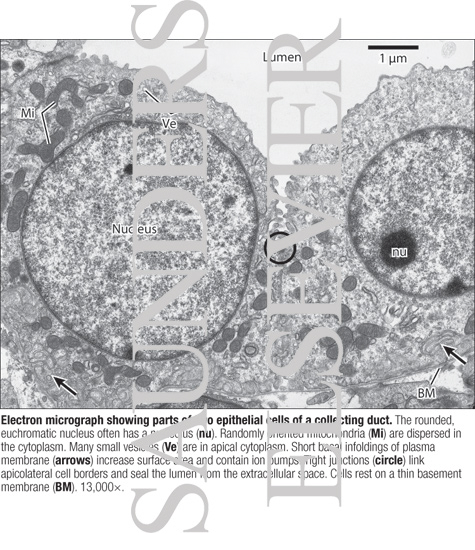 Electron Micrograph Showing Parts of Two Epithelial Cells of a ...