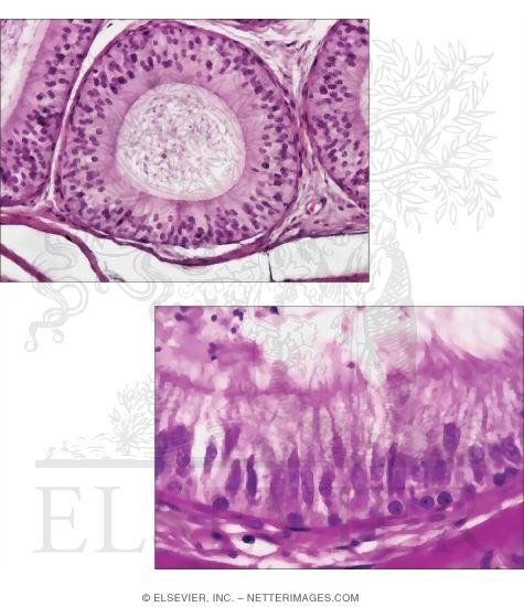 Light Micrograph of the Duct of the Epididymis In Transverse Section ...