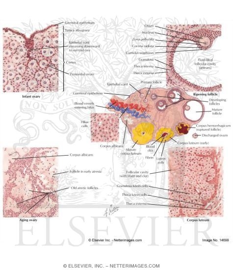 Ovarian Structures and Development