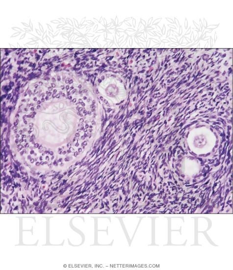Light Micrograph of Part of the Ovarian Cortex