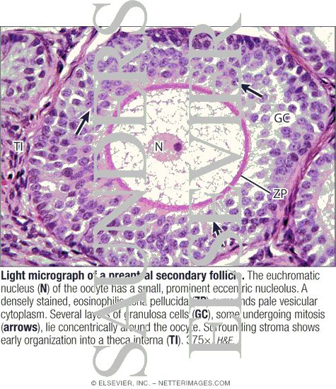 Light Micrograph of a Preantral Secondary Follicle