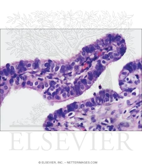 Watermarked preview of unlabeled image: Light Micrograph of a Fallopian ...