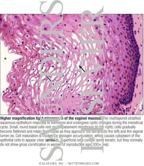 Higher Magnification Light Micrograph of the Vaginal Mucosa