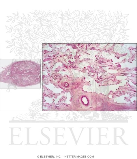 Low-magnification Light Micrograph of the Clitoris In Transverse ...