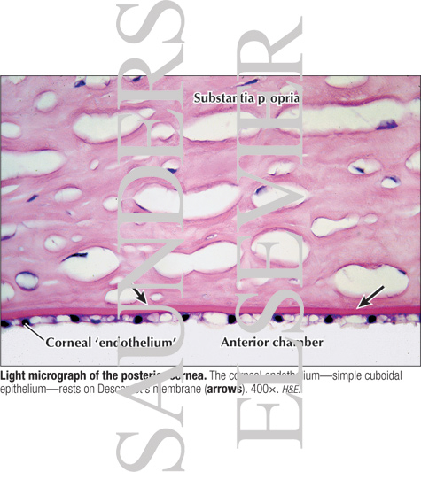 Light Micrograph of the Posterior Cornea