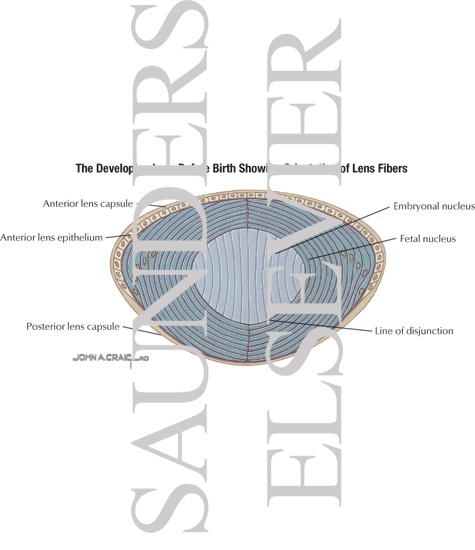 The Developing Lens Before Birth Showing Orientation of Lens Fibers