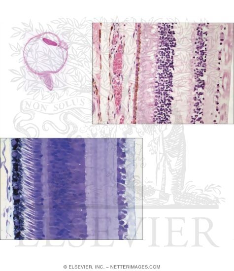 Light Micrographs Comparing Retinal Layers of Human (Above) and Avian ...