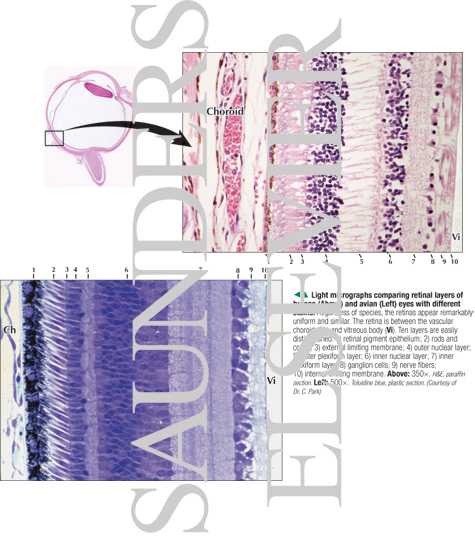 Light Micrographs Comparing Retinal Layers of Human (Above) and Avian ...