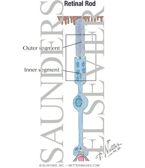 Retinal Rod With Light Micrograph of Part of the Retina and Choroid and ...