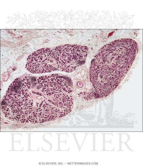 Light Micrograph Showing Three Lobules In a Lacrimal Gland
