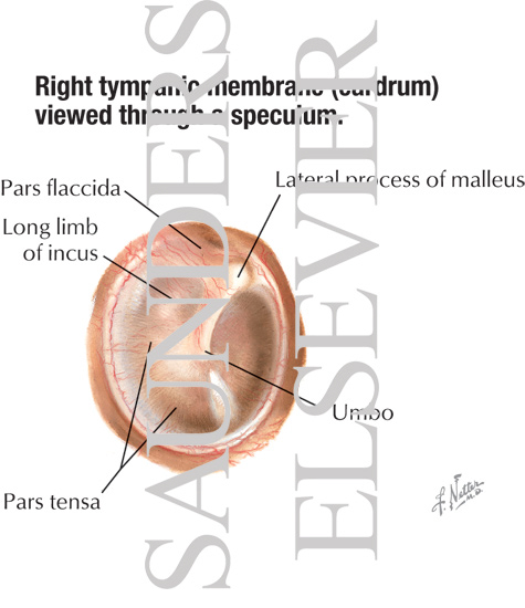 tympanic membrane labelled