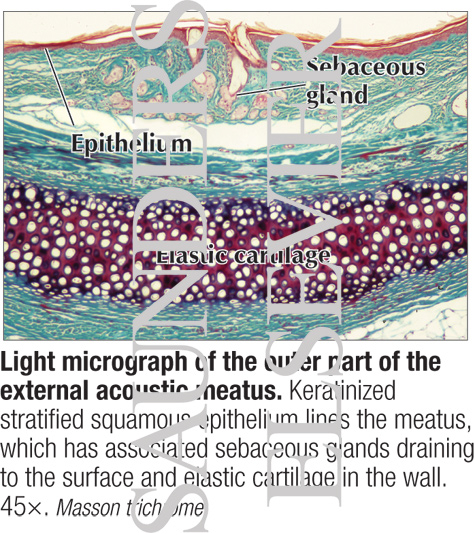 External Auditory Meatus Histology
