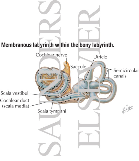 Membranous Labyrinth