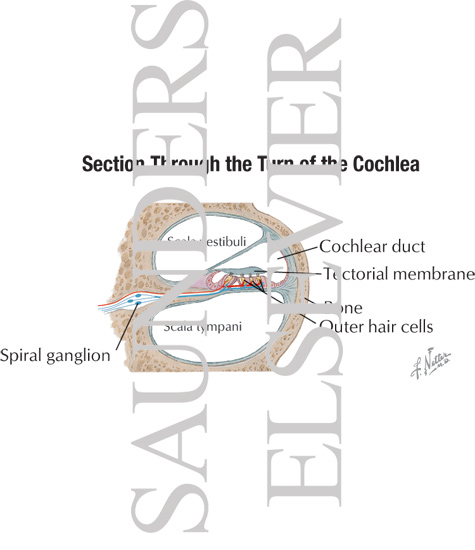 Section Through the Turn of the Cochlea