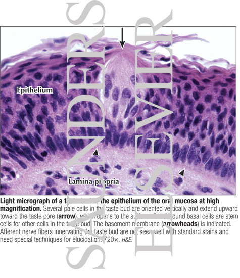 Light Micrograph of a Taste Bud In the Epithelium of the Oral Mucosa at ...