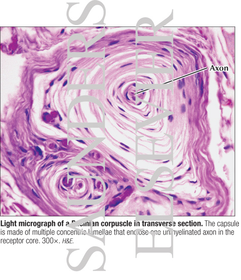 Pacinian Corpuscle Slide