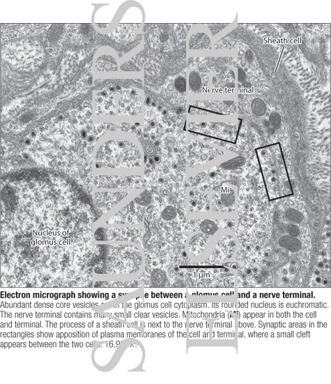 Electron Micrograph Showing a Synapse Between a Glomus Cell and a Nerve ...