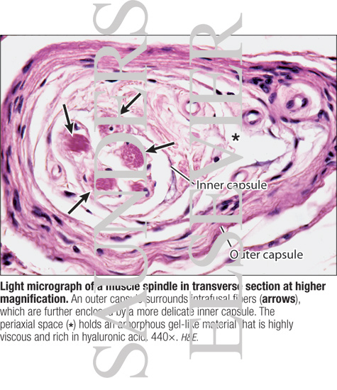 Light Micrograph of a Muscle Spindle In Transverse Section at Higher ...
