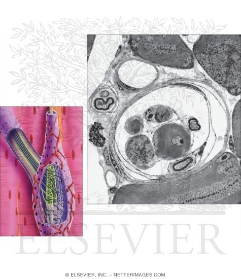 Electron Micrograph of a Muscle Spindle In the Equatorial Region With ...