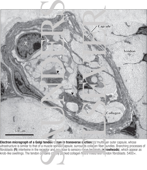 golgi electron micrograph