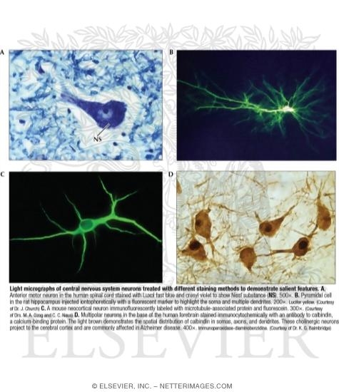 Light Micrographs of Central Nervous System Neurons Treated With ...