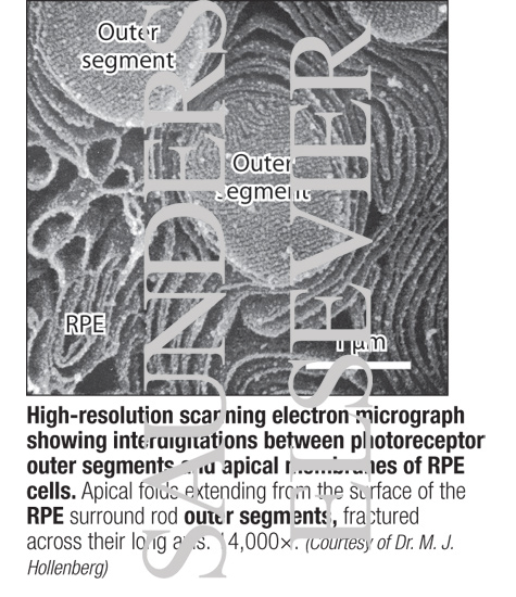 High-resolution Scanning Electron Micrograph Showing Interdigitations ...