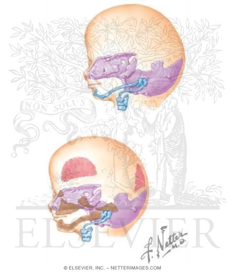 Development of the Skull