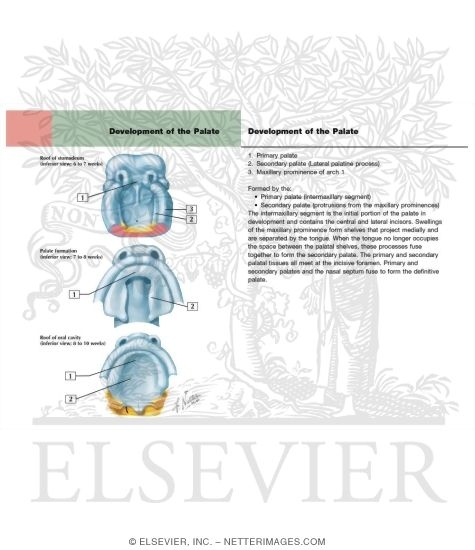 Inferior View Of Palate Formation Roof Of The Oral Cavity