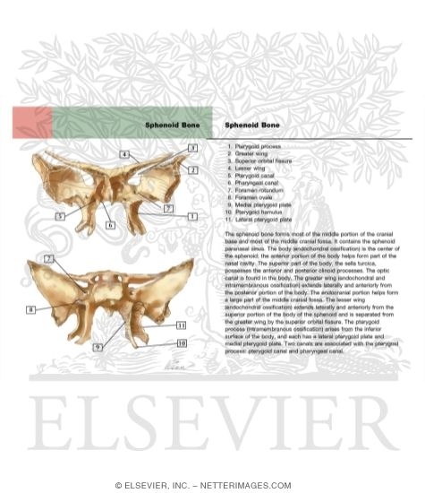 Sphenoid Bone Unlabeled