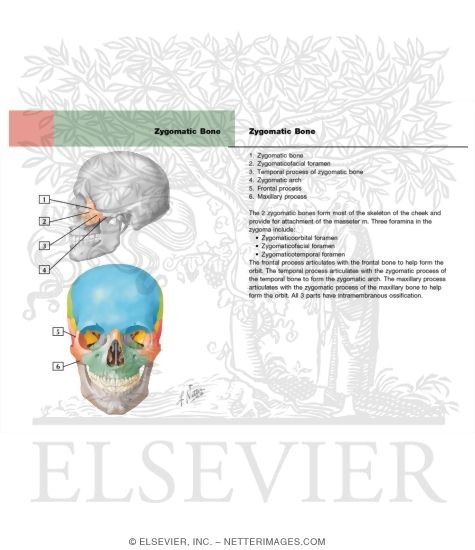 Zygomatic Bone Surfaces Processes Functions Kenhub
