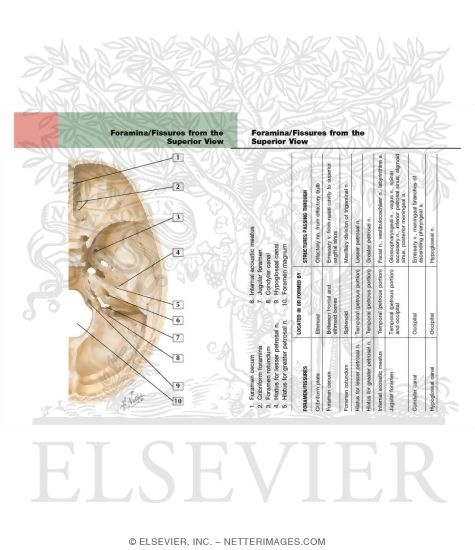 Foramina In the Base of the Adult Skull Internal Aspect of Base of ...