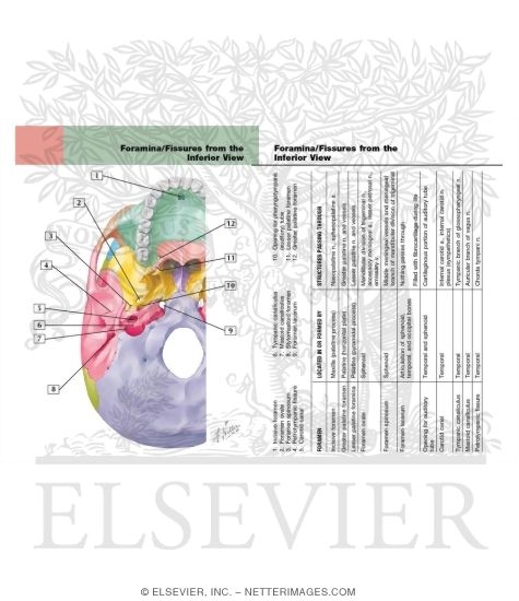 External Aspect of Base of Skull
