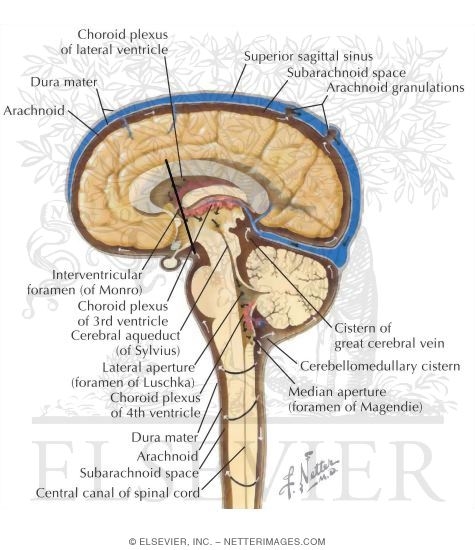 Circulation of Cerebrospinal Fluid
