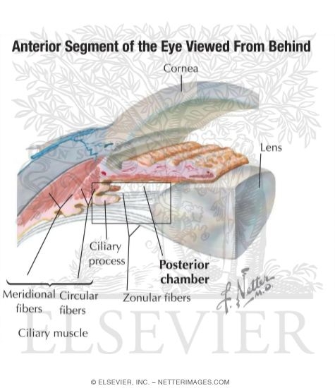 Anterior and Posterior Chambers of Eye Anatomy of the Anterior Chamber