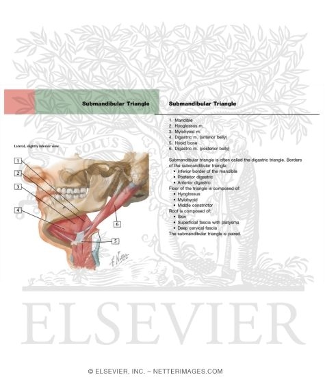 submandibular triangle floor