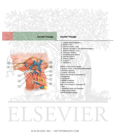 Carotid Triangle