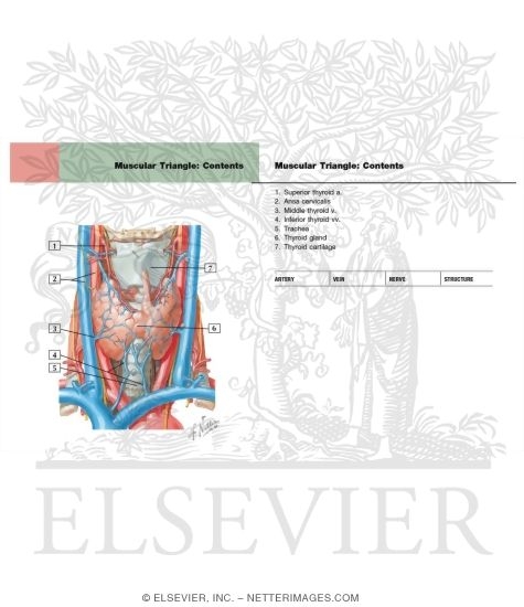 Thyroid Gland Structure