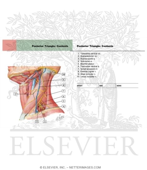 Posterior Triangle Of Neck Netter