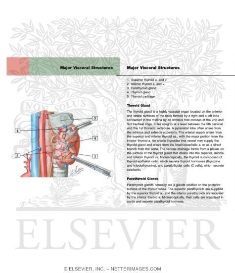 Major Visceral Structures