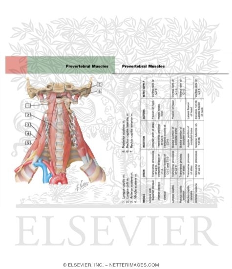 Scalene and Prevertebral Muscles