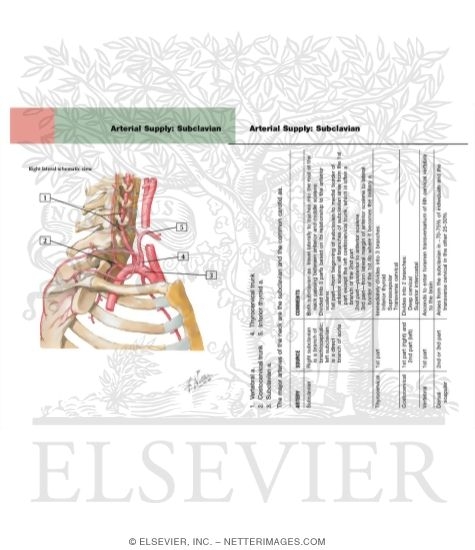 Branches Of Subclavian Artery Netter