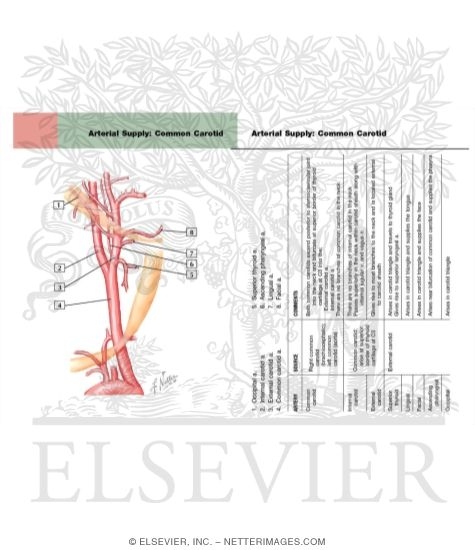 Arterial Supply of the Inner Ear