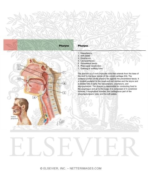 Sagittal Section of the Pharynx