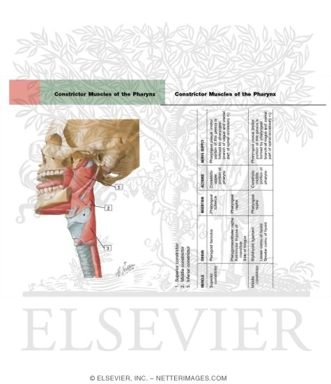 Lateral View of Pharyngeal Muscles Muscles of Pharynx: Lateral View ...
